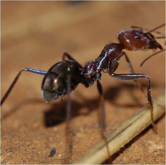 Regression with Meat Ants: Analyzing a Count Response (Part 1)